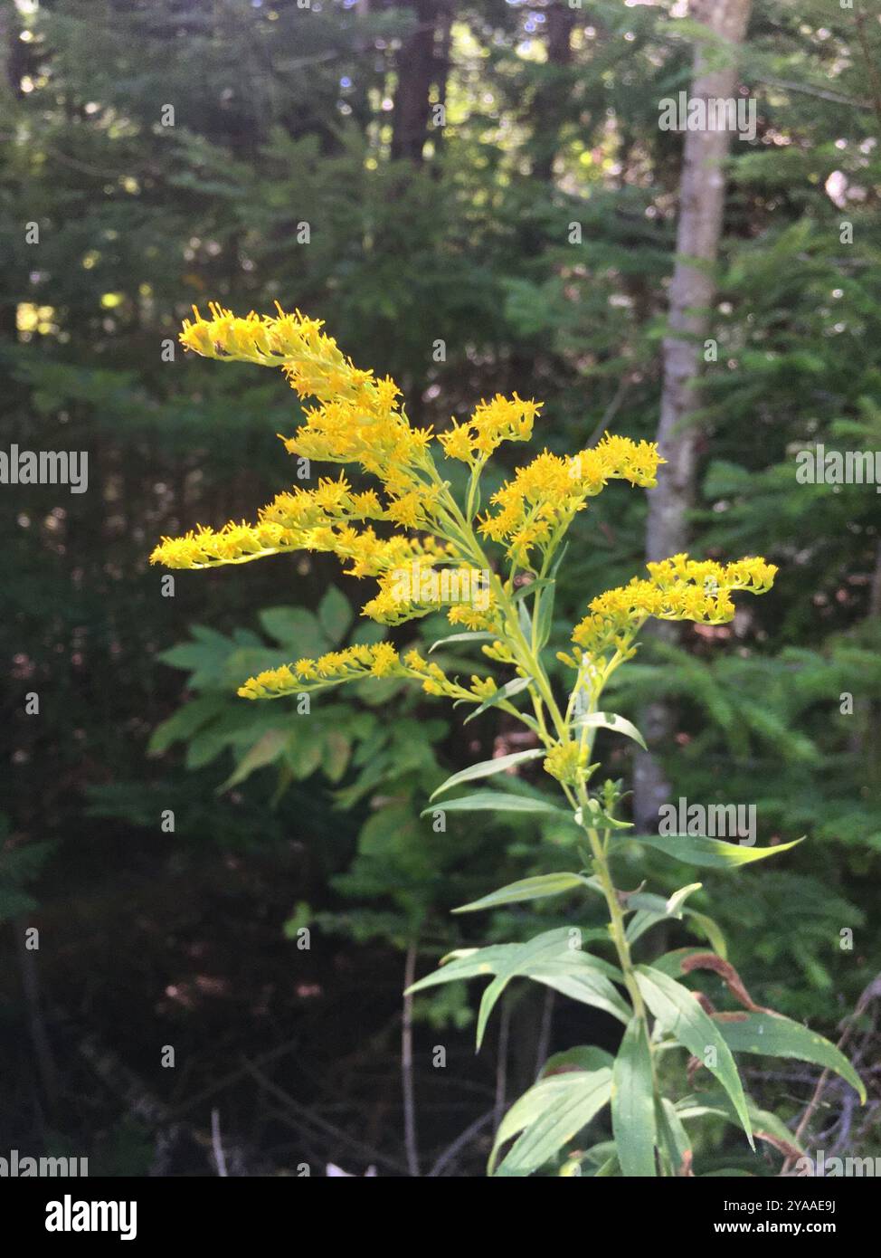 Canada goldenrod (Solidago canadensis) Plantae Stock Photo - Alamy