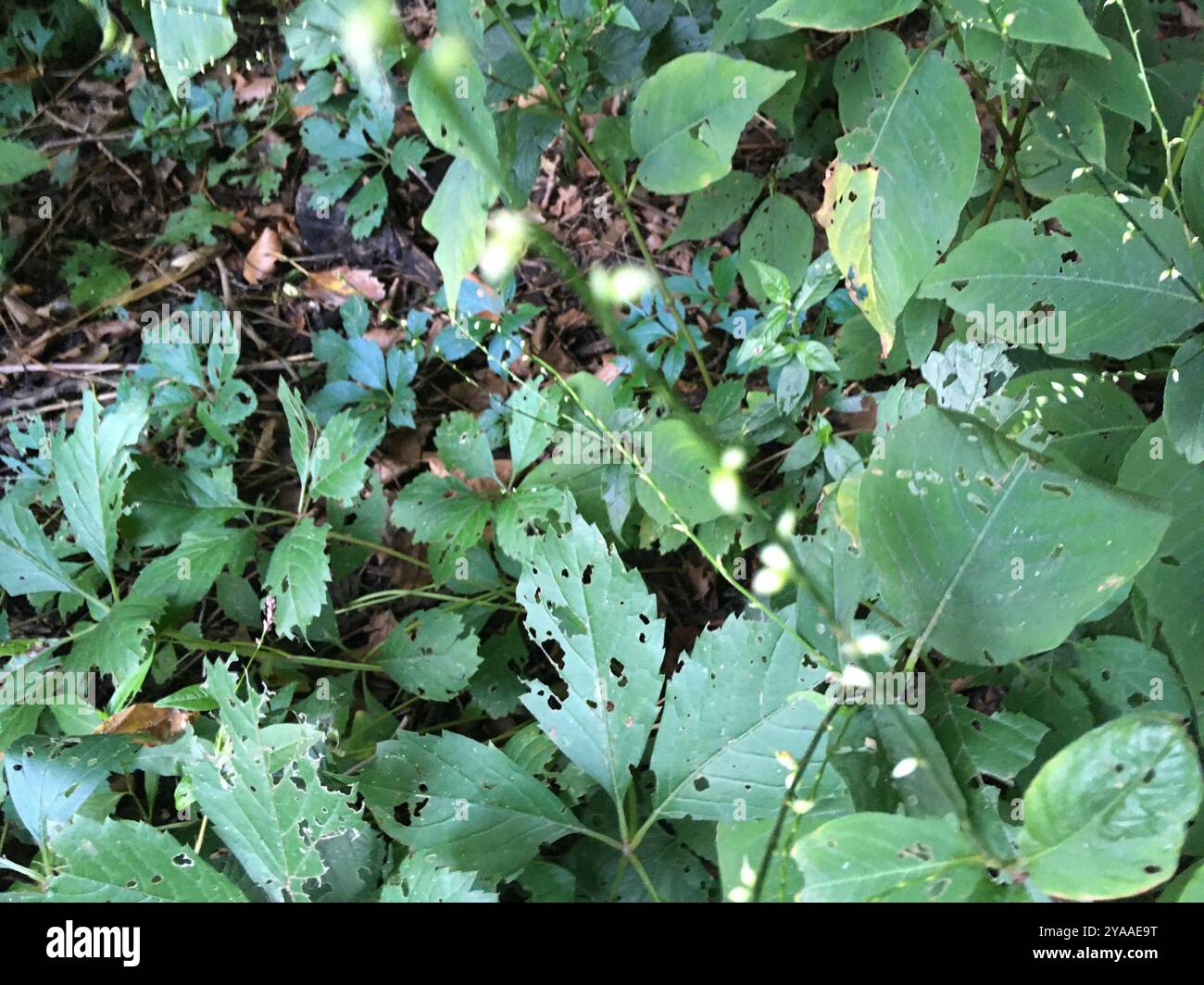 American jumpseed (Persicaria virginiana) Plantae Stock Photo - Alamy