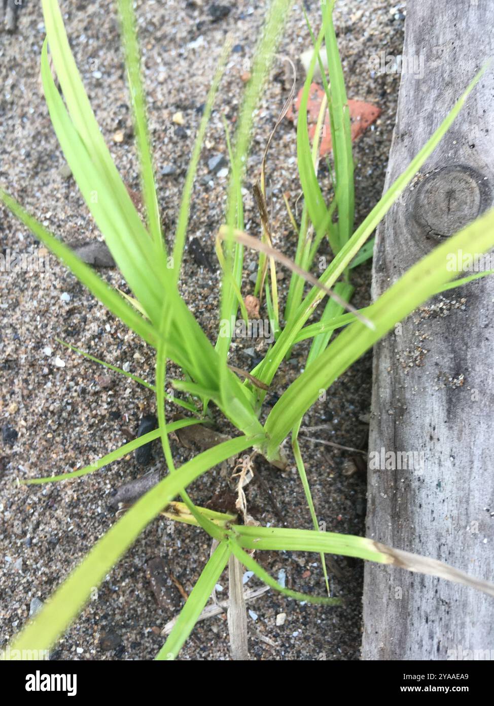 Fragrant flatsedge (Cyperus odoratus) Plantae Stock Photo - Alamy