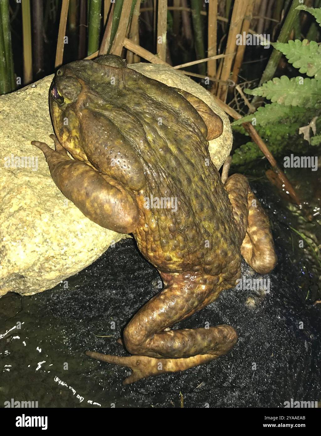 Yellow Cururu Toad (Rhinella icterica) Amphibia Stock Photo - Alamy