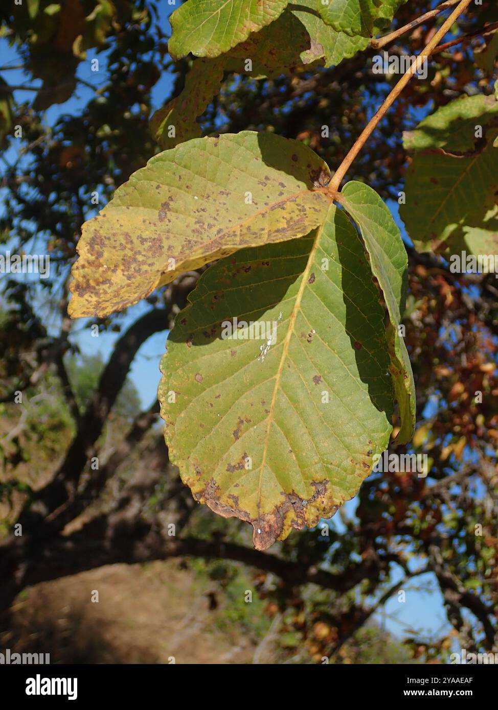 Pekea Nut (Caryocar brasiliense) Plantae Stock Photo - Alamy