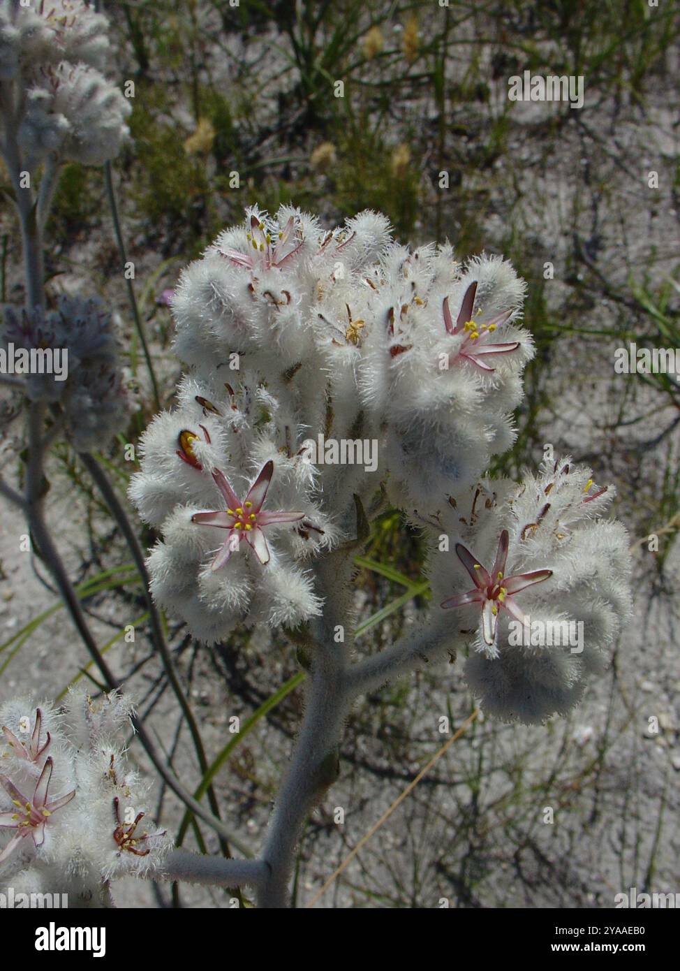 Lambstail (Lanaria lanata) Plantae Stock Photo - Alamy