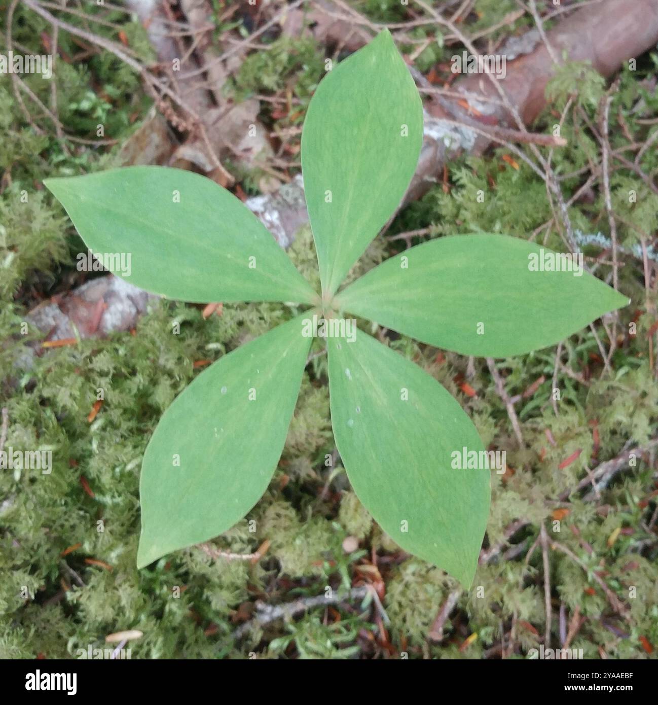 Cucumber Root (Medeola virginiana) Plantae Stock Photo - Alamy