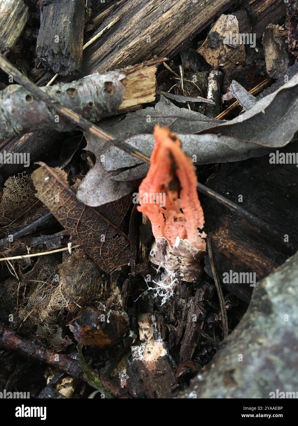stinky squid (Pseudocolus fusiformis) Fungi Stock Photo - Alamy