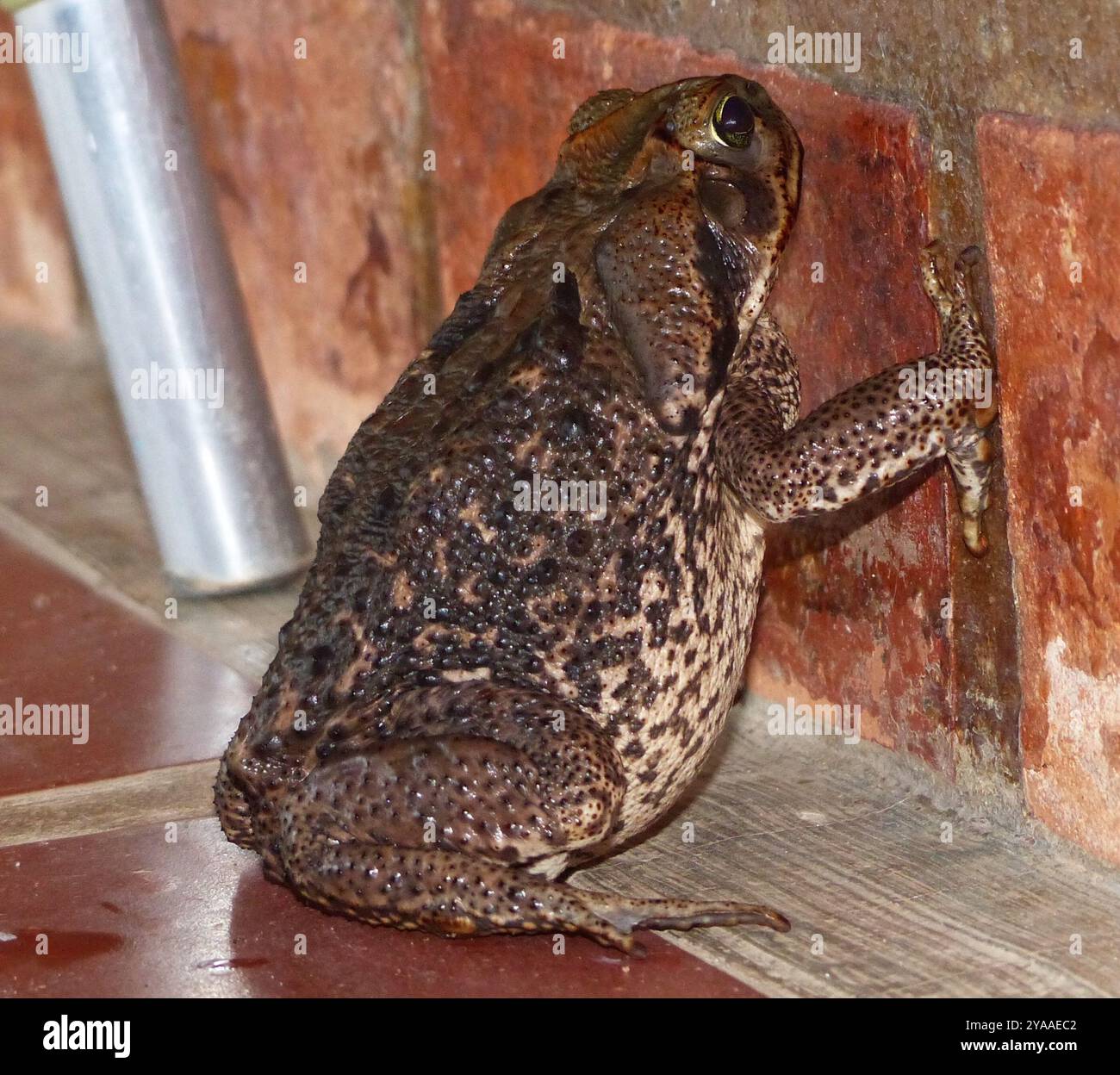 Cururu Toad (Rhinella diptycha) Amphibia Stock Photo - Alamy