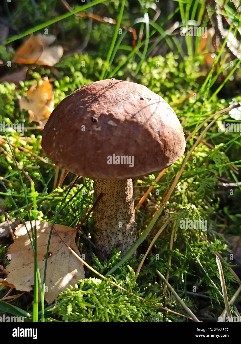 Brown Birch-bolete (Leccinum scabrum) Fungi Stock Photo - Alamy