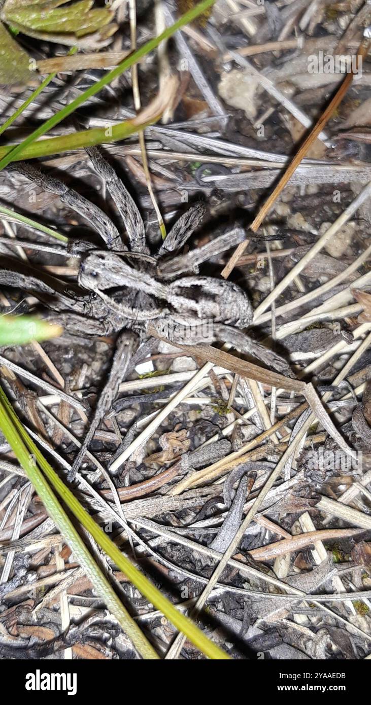 Fox Spiders (Alopecosa) Arachnida Stock Photo - Alamy