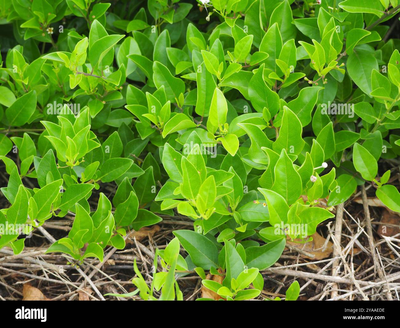 scrambling clerodendrum (Volkameria inermis) Plantae Stock Photo - Alamy