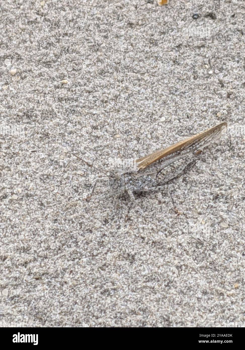 Seaside Grasshopper (Trimerotropis maritima) Insecta Stock Photo - Alamy