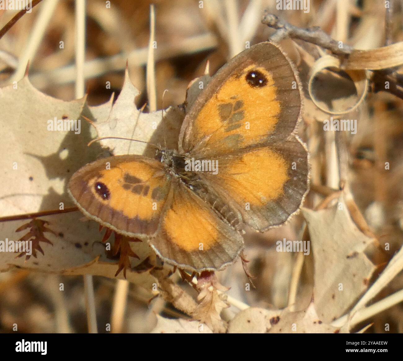 Southern Gatekeeper (Pyronia cecilia) Insecta Stock Photo - Alamy