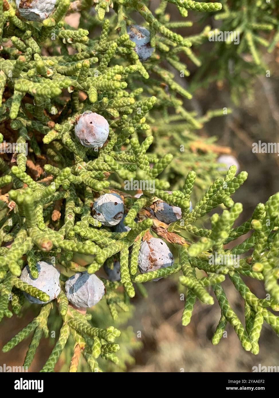 Utah Juniper (Juniperus osteosperma) Plantae Stock Photo - Alamy