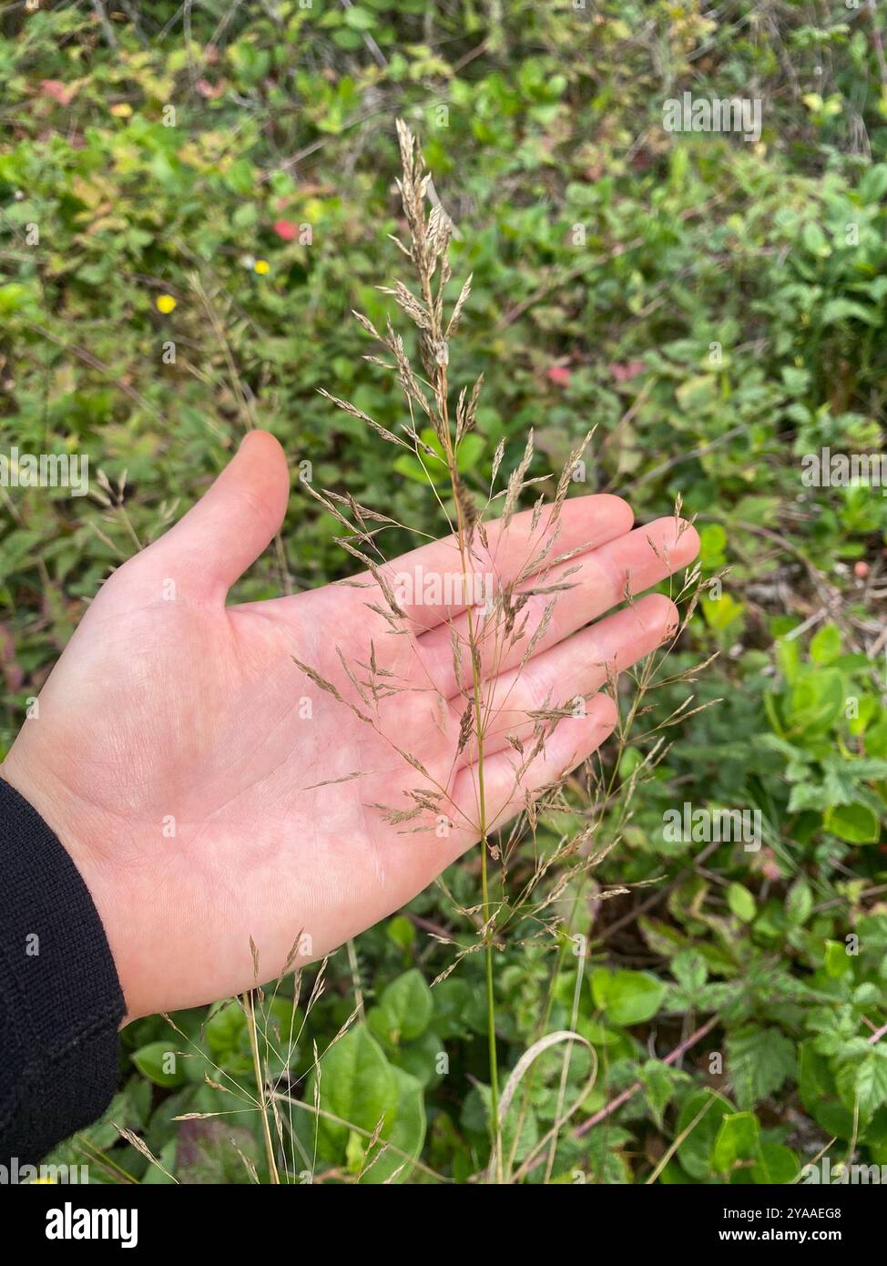 tufted hair grass (Deschampsia cespitosa) Plantae Stock Photo - Alamy