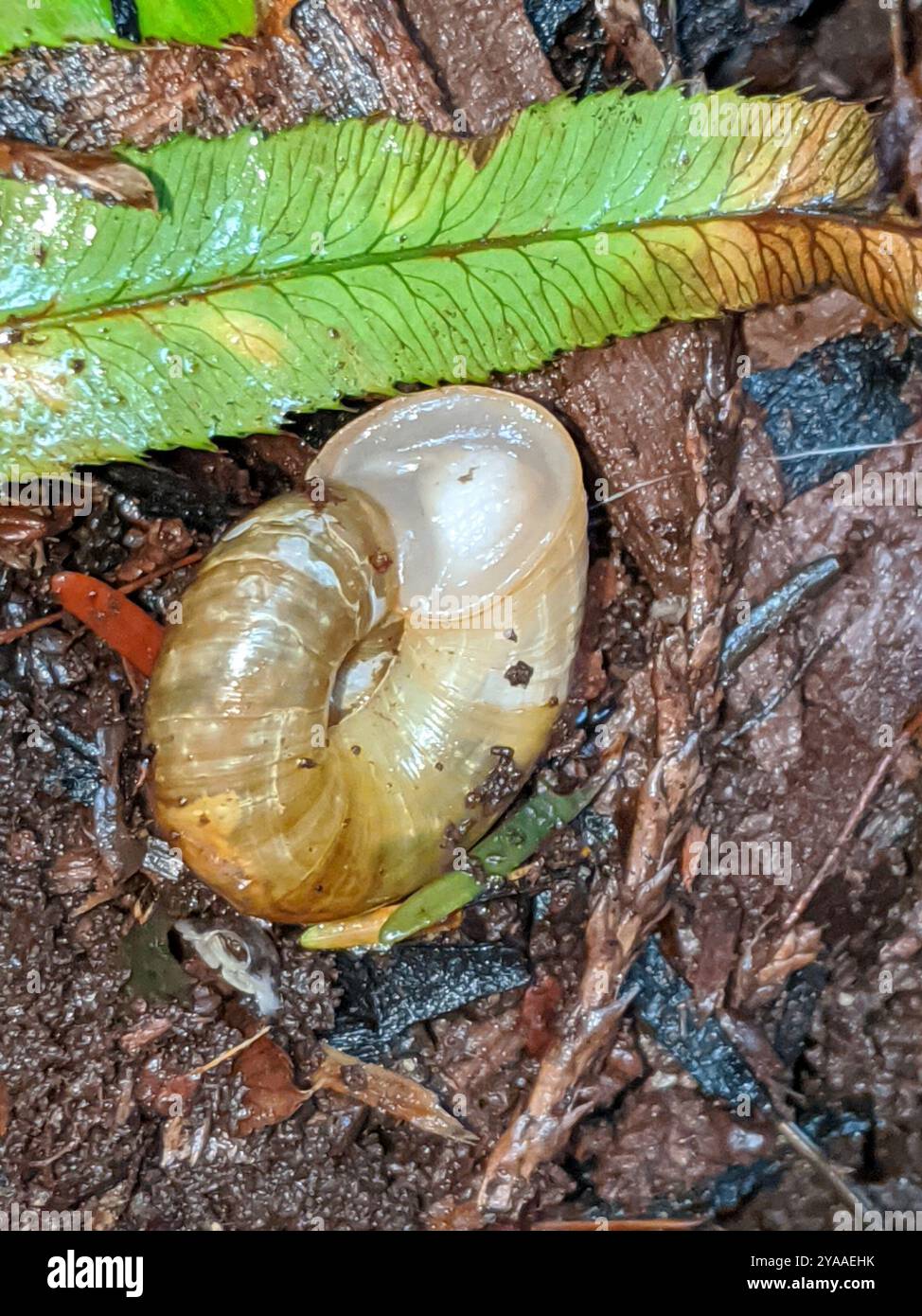 Robust Lancetooth Snail (Haplotrema vancouverense) Mollusca Stock Photo ...