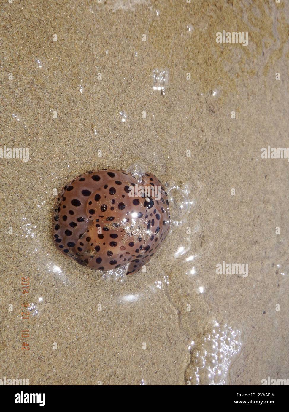 Moon headed hi-res stock photography and images - Alamy