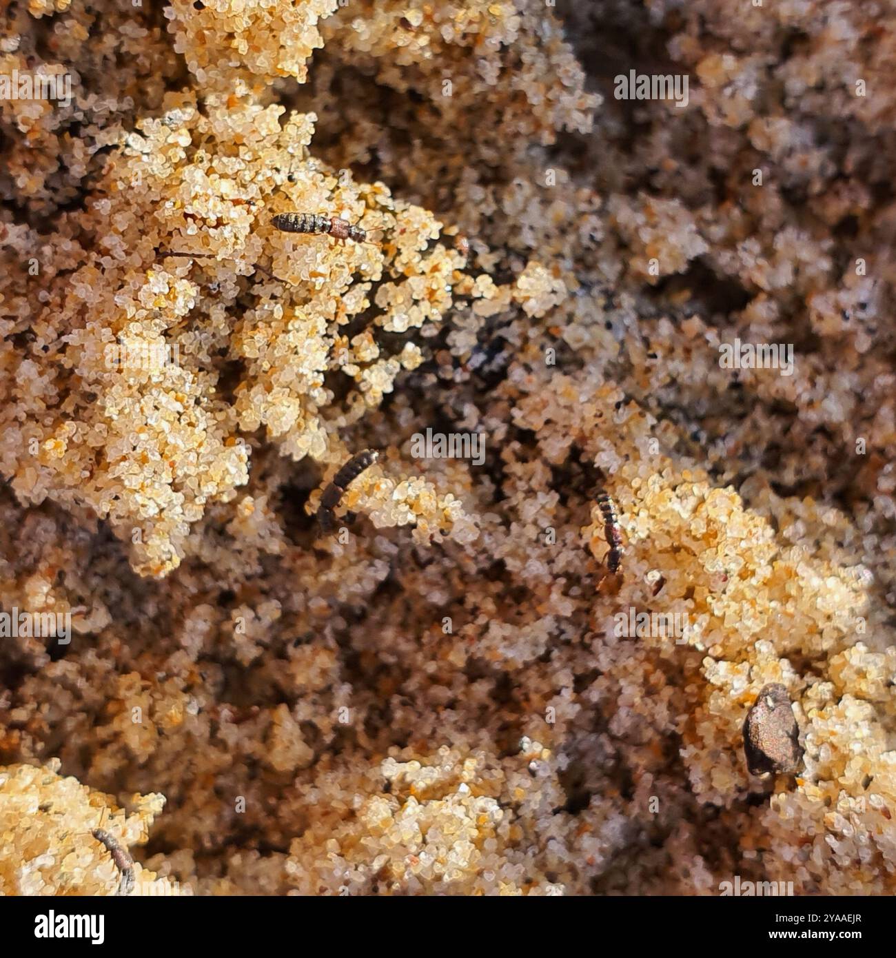 Spiny-legged Rove Beetles (Oxytelinae) Insecta Stock Photo - Alamy