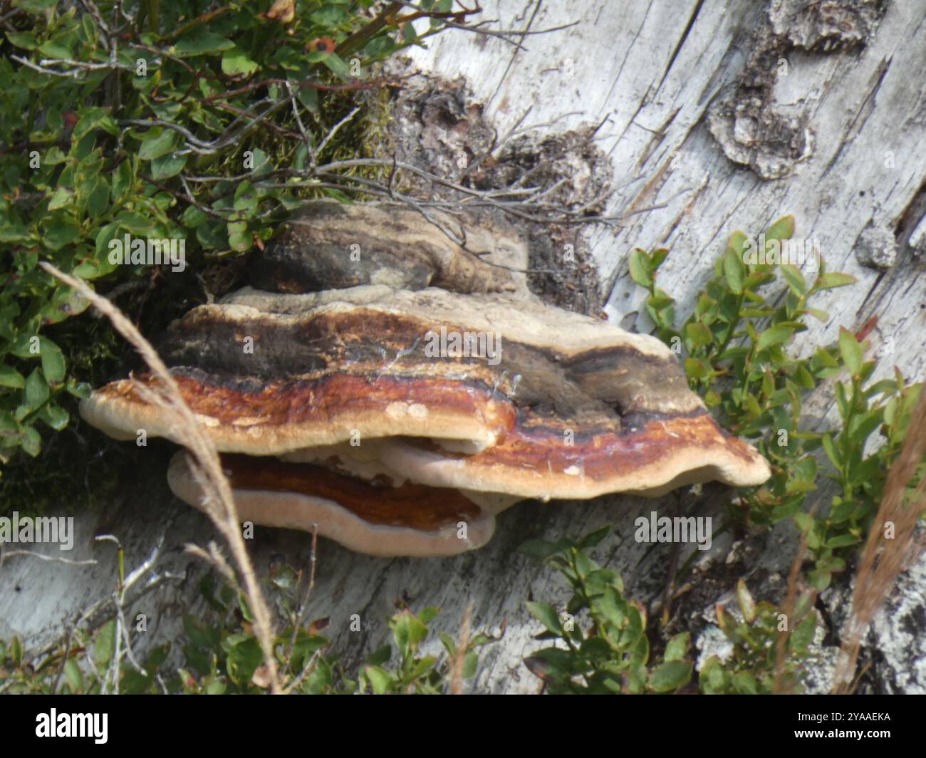 Red-banded Polypore (Fomitopsis pinicola) Fungi Stock Photo - Alamy