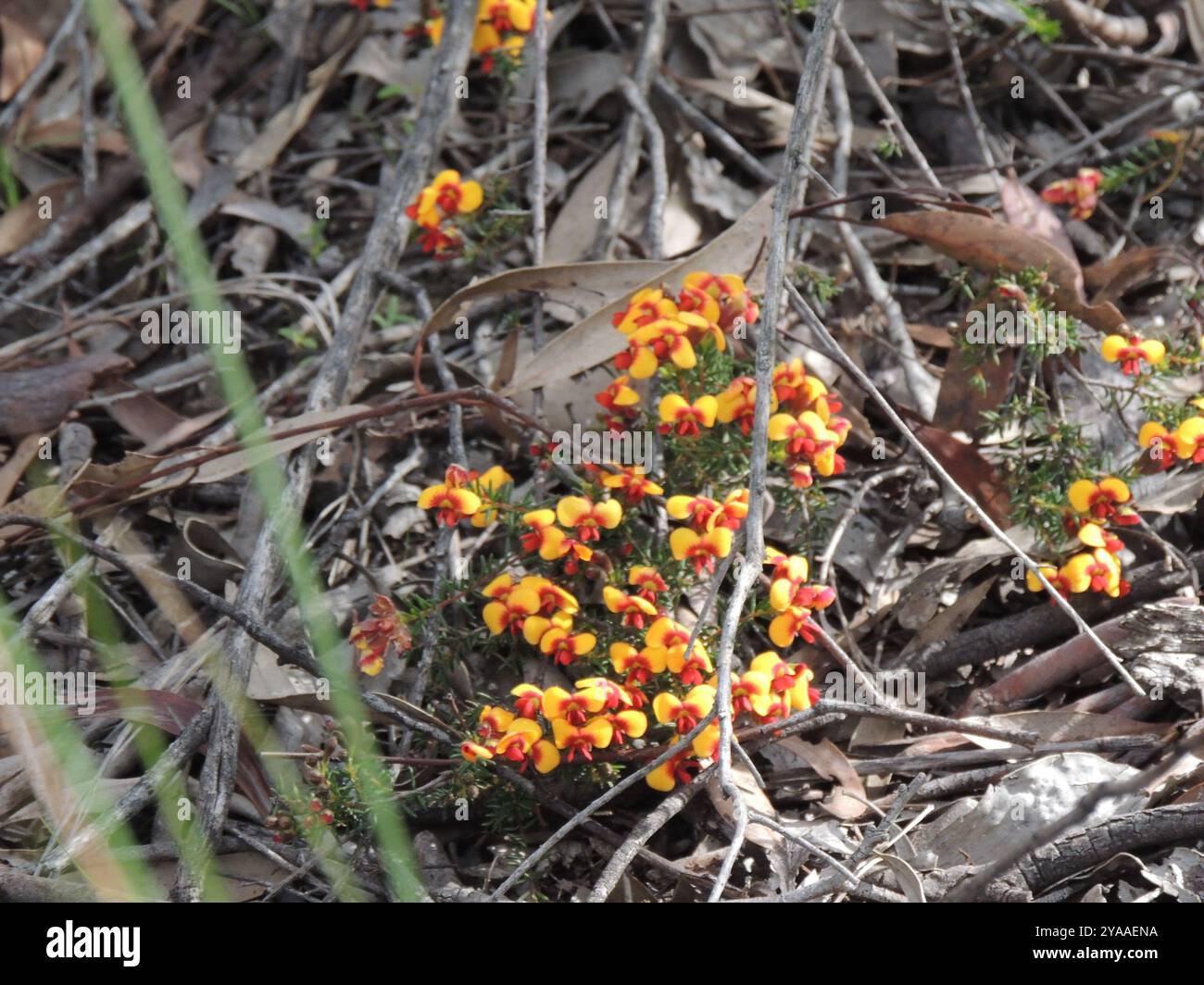small-leaf parrot-pea (Dillwynia phylicoides) Plantae Stock Photo - Alamy