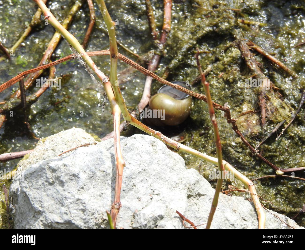 Chinese Mystery Snail (Cipangopaludina chinensis) Mollusca Stock Photo ...