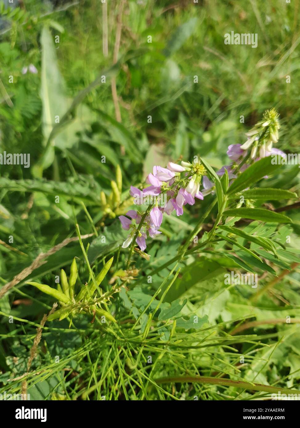common milkpea (Galega officinalis) Plantae Stock Photo - Alamy