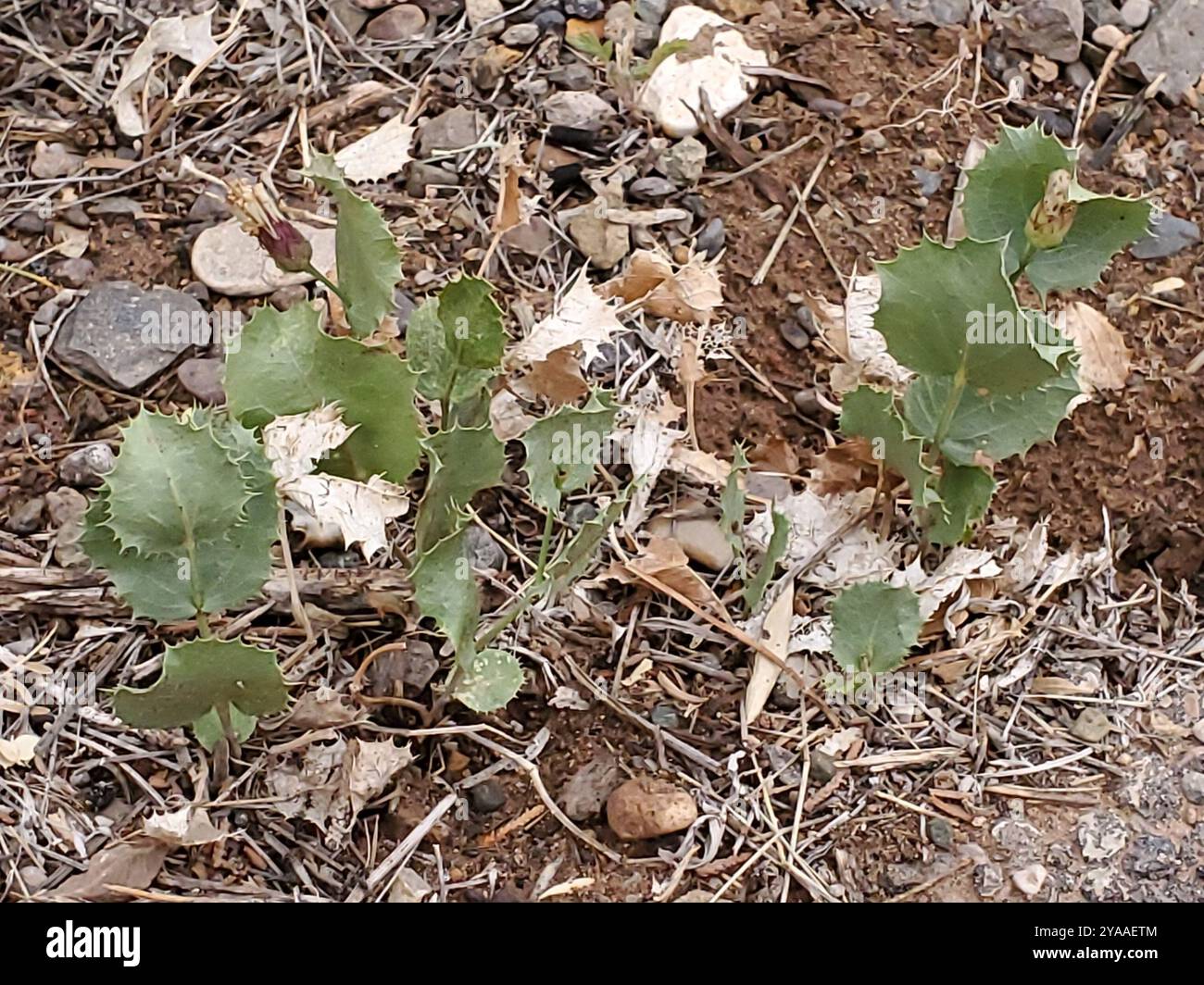 dwarf desert peony (Acourtia nana) Plantae Stock Photo - Alamy