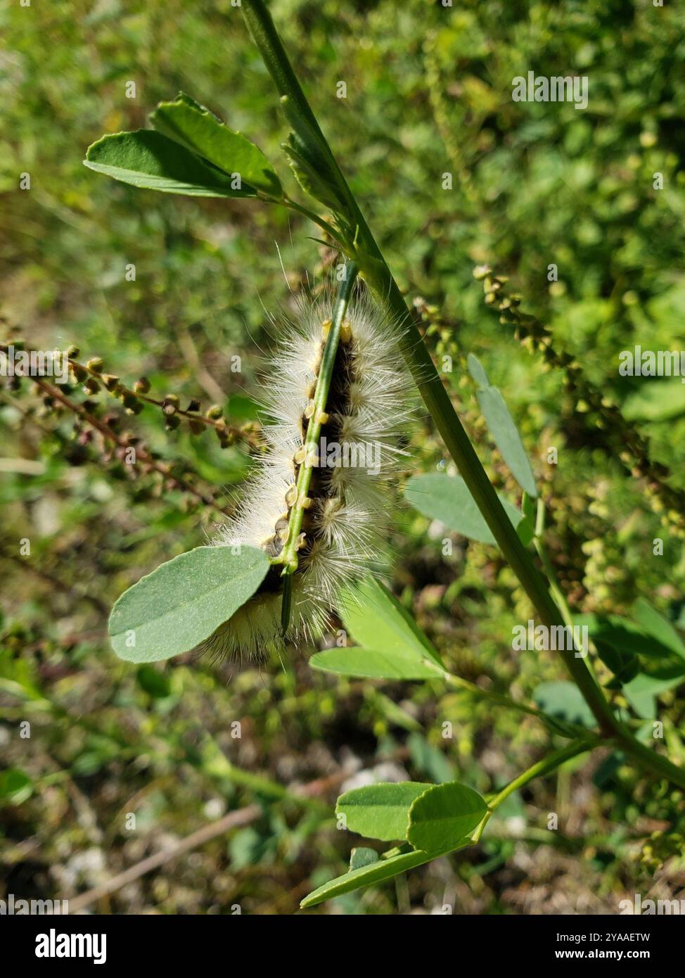 Virginian Tiger Moth (Spilosoma virginica) Insecta Stock Photo - Alamy