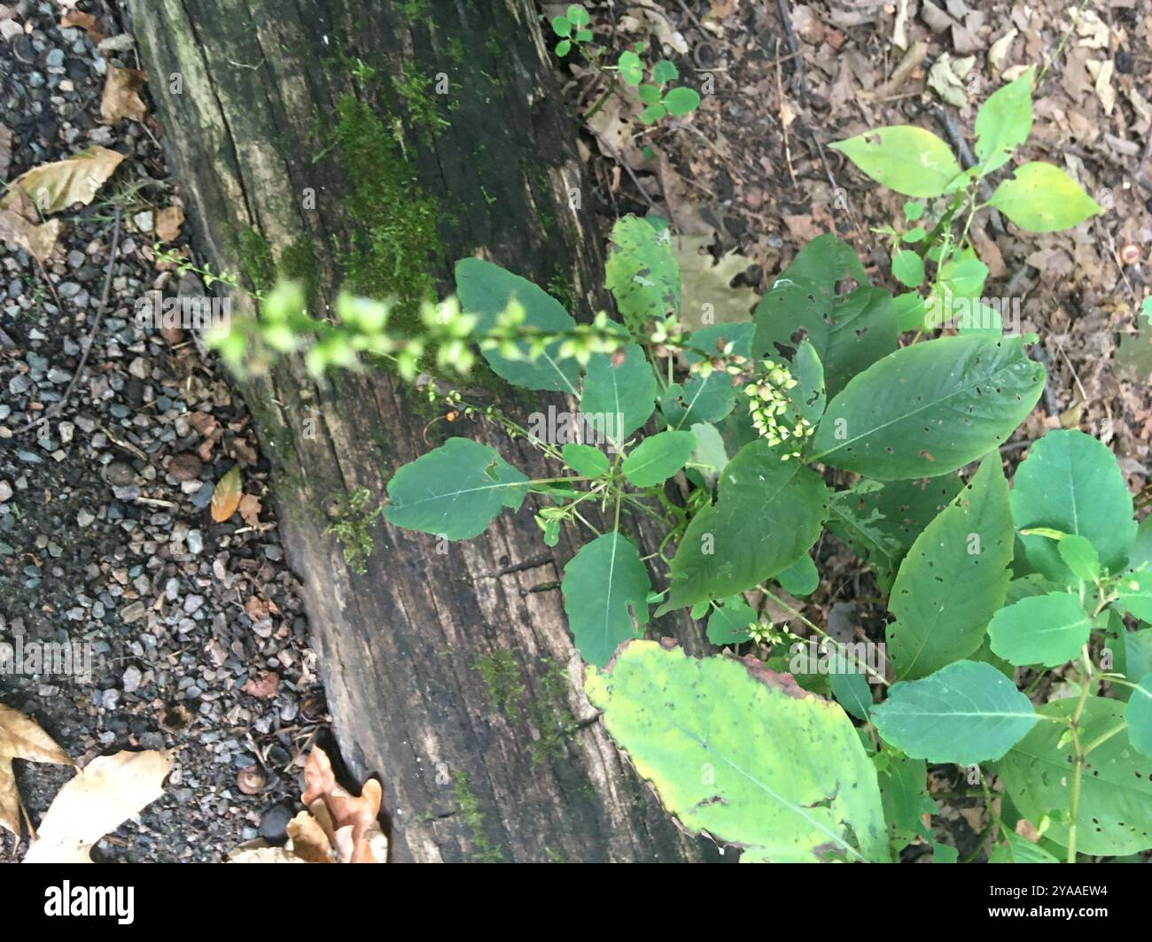 American jumpseed (Persicaria virginiana) Plantae Stock Photo - Alamy