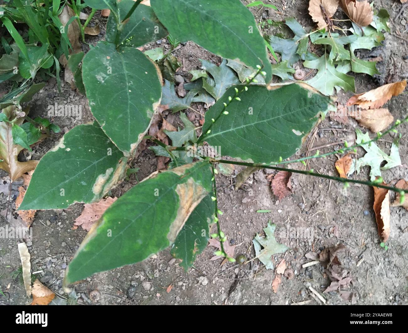 American jumpseed (Persicaria virginiana) Plantae Stock Photo - Alamy