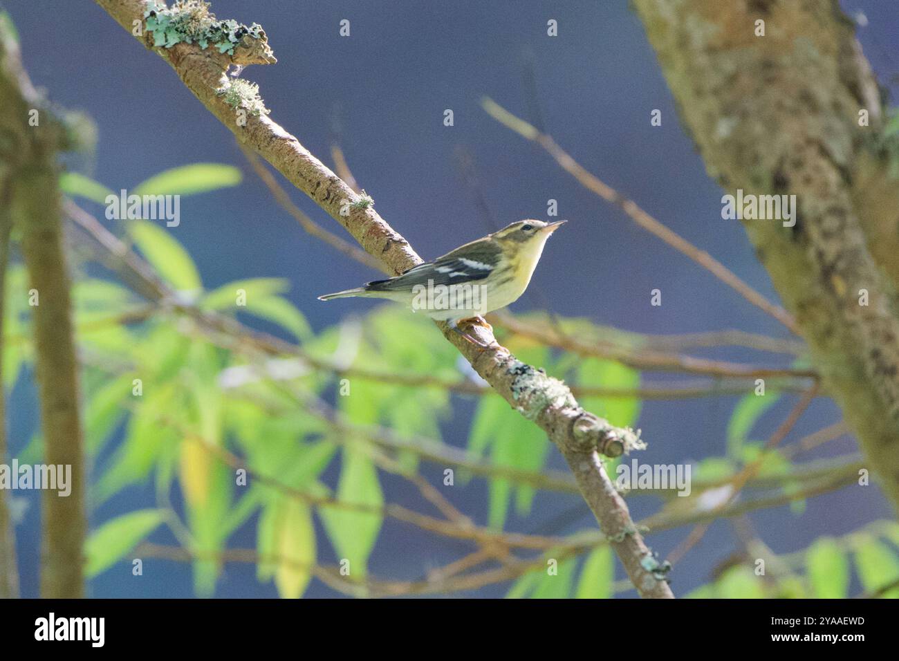 Blackburnian Warbler (Setophaga fusca) Aves Stock Photo - Alamy