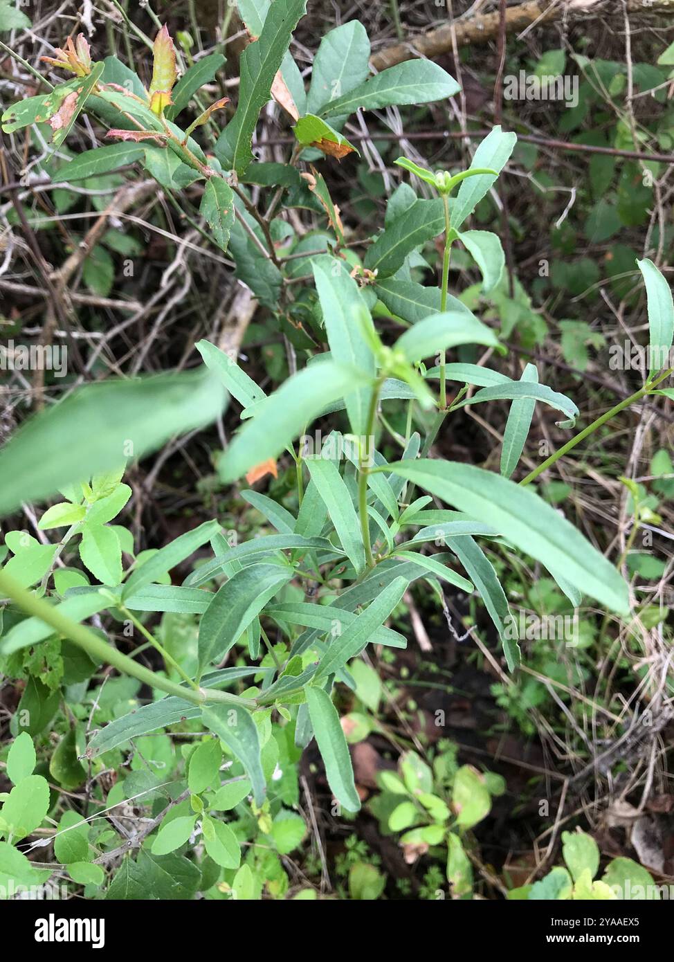 Narrowleaf Four o'Clock (Mirabilis linearis) Plantae Stock Photo - Alamy