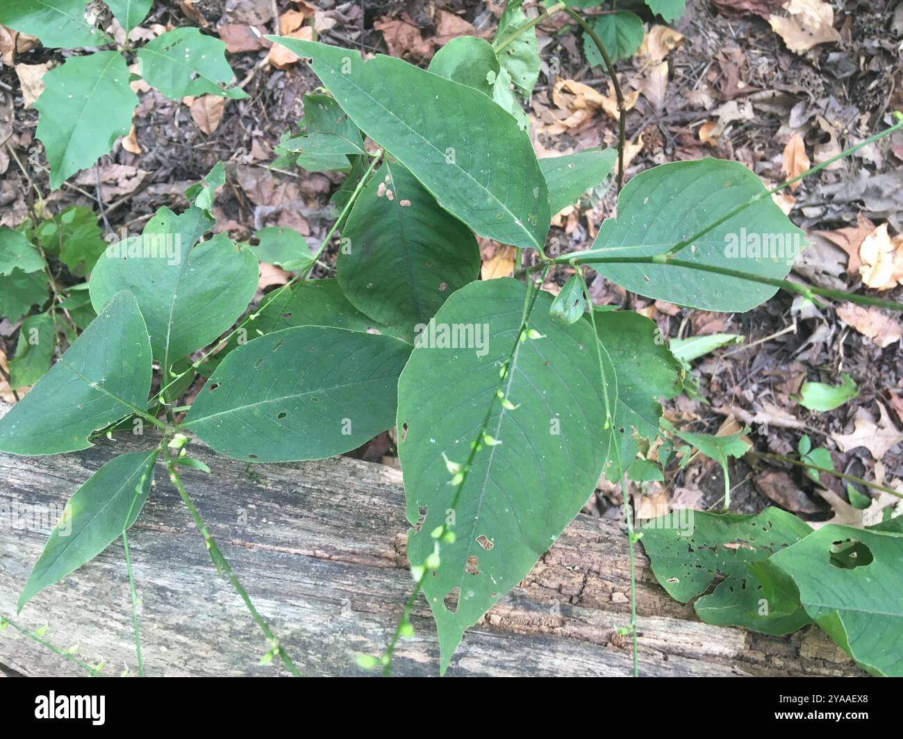 American jumpseed (Persicaria virginiana) Plantae Stock Photo - Alamy