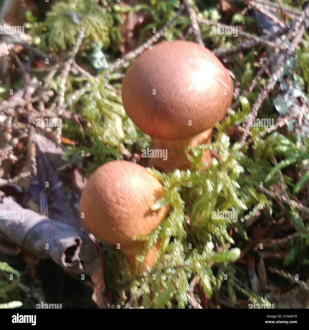 boletes (Boletaceae) Fungi Stock Photo - Alamy