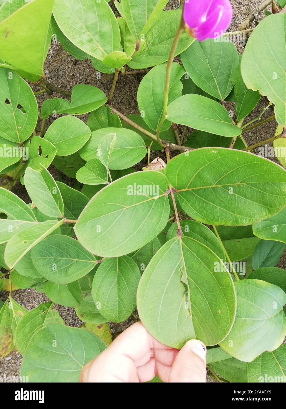 Beach Bean (Canavalia rosea) Plantae Stock Photo - Alamy