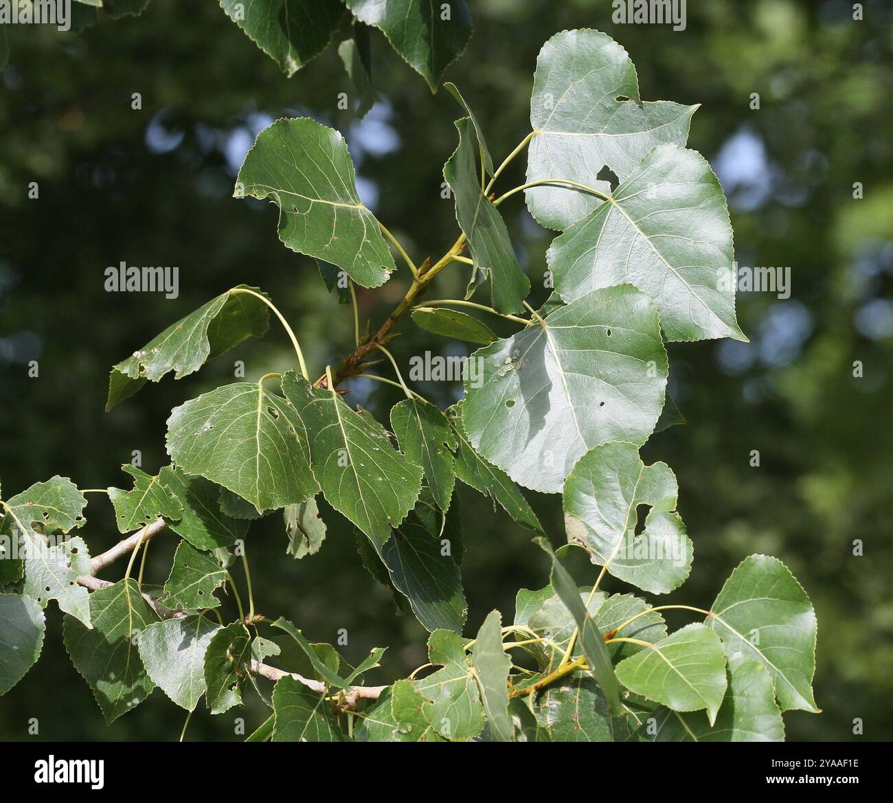 Hybrid Black-poplar (Populus × canadensis) Plantae Stock Photo - Alamy