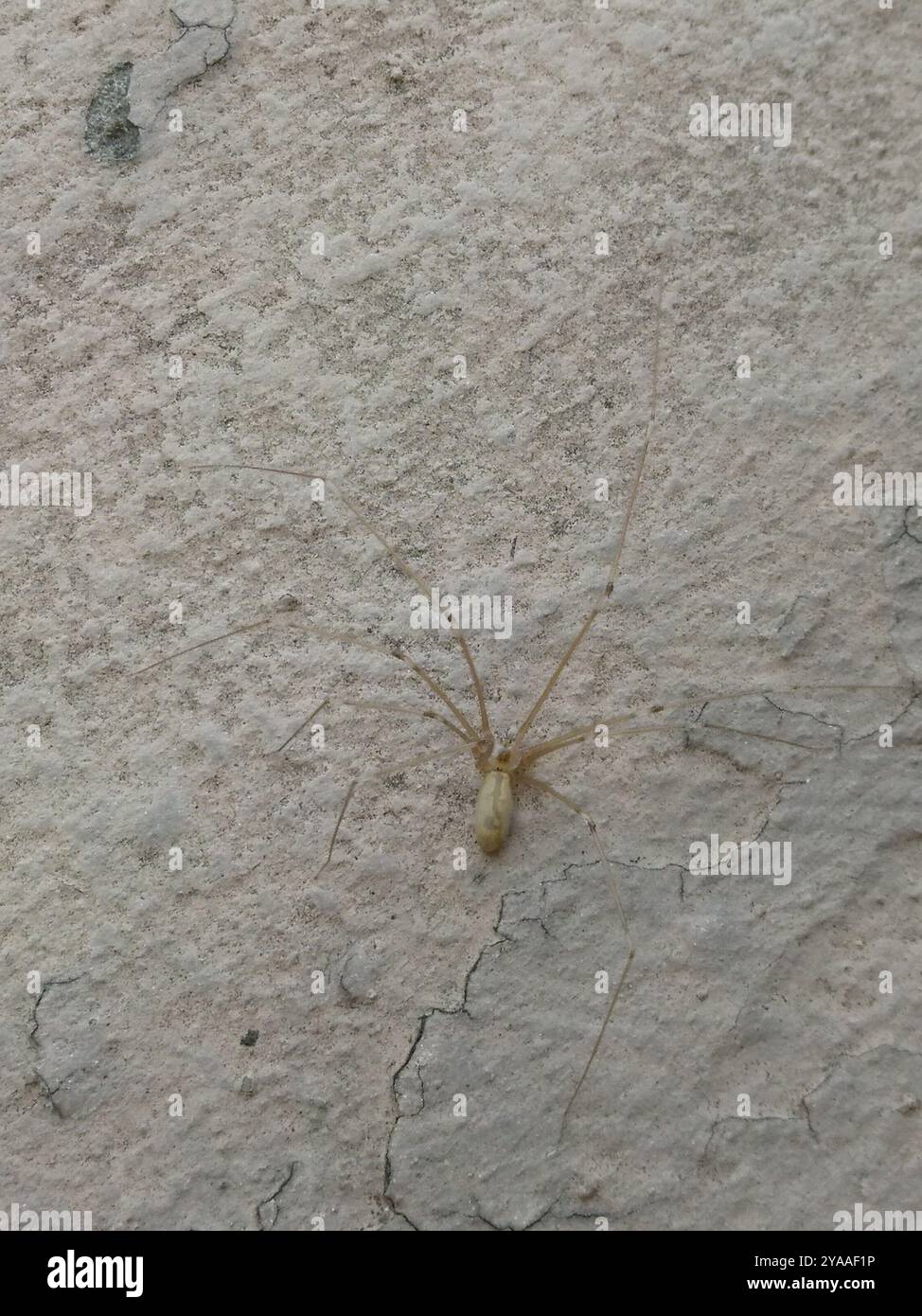 Common Cellar Spiders (Pholcus) Arachnida Stock Photo - Alamy