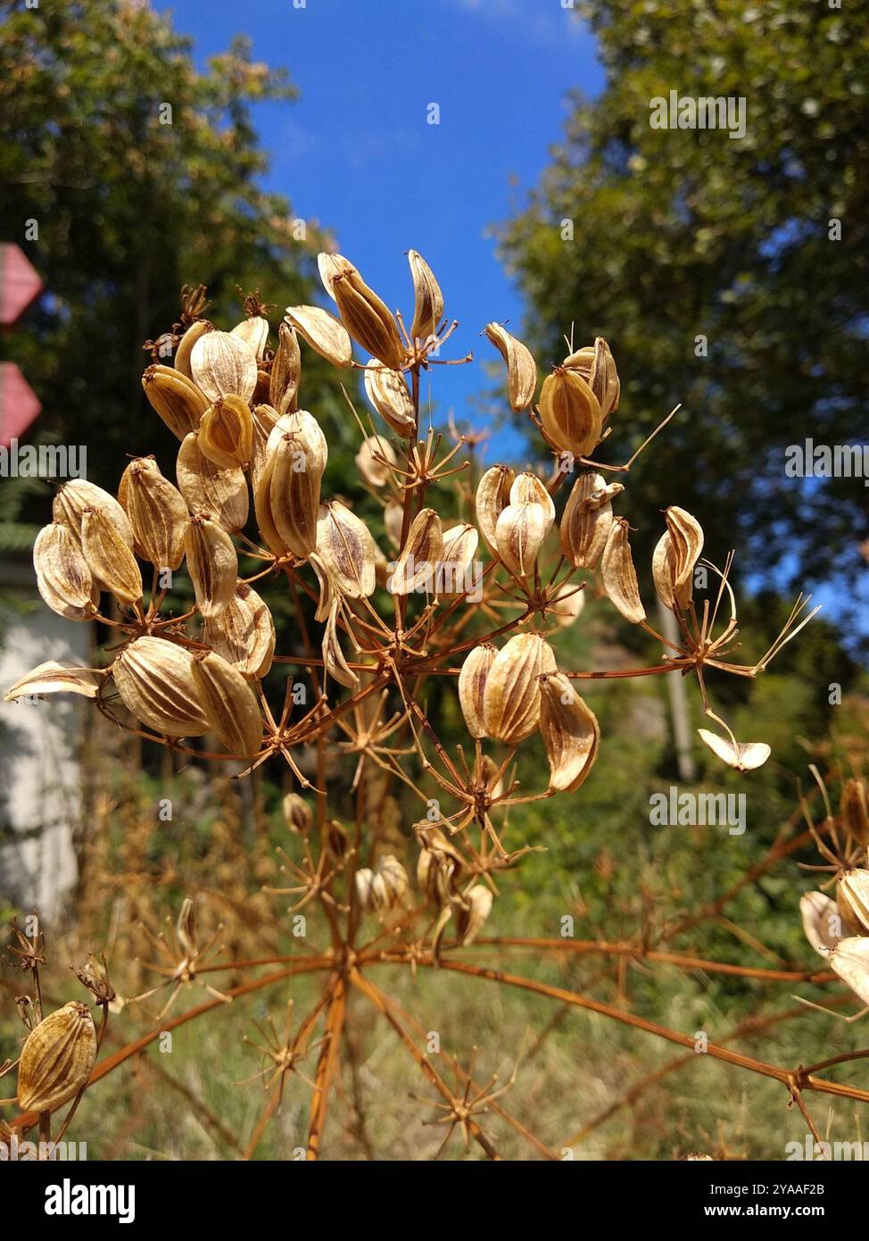 carrot family (Apiaceae) Plantae Stock Photo - Alamy