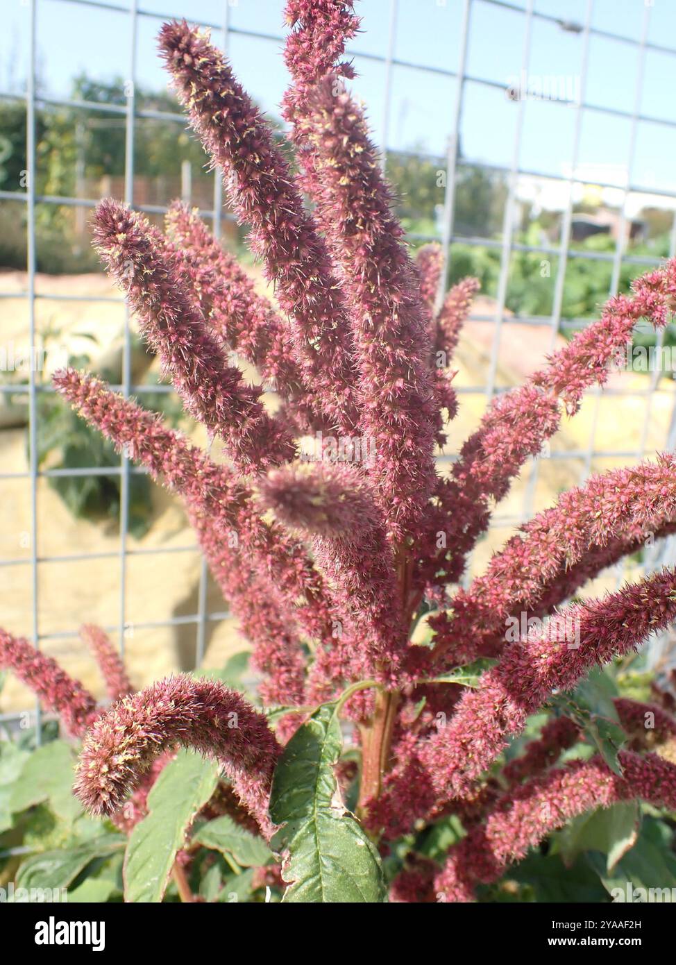 prince's-feather (Amaranthus hypochondriacus) Plantae Stock Photo - Alamy