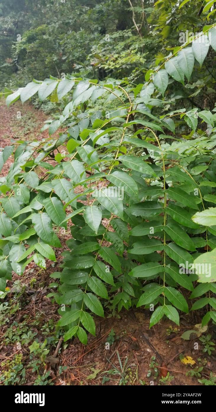 tree-of-heaven (Ailanthus altissima) Plantae Stock Photo - Alamy
