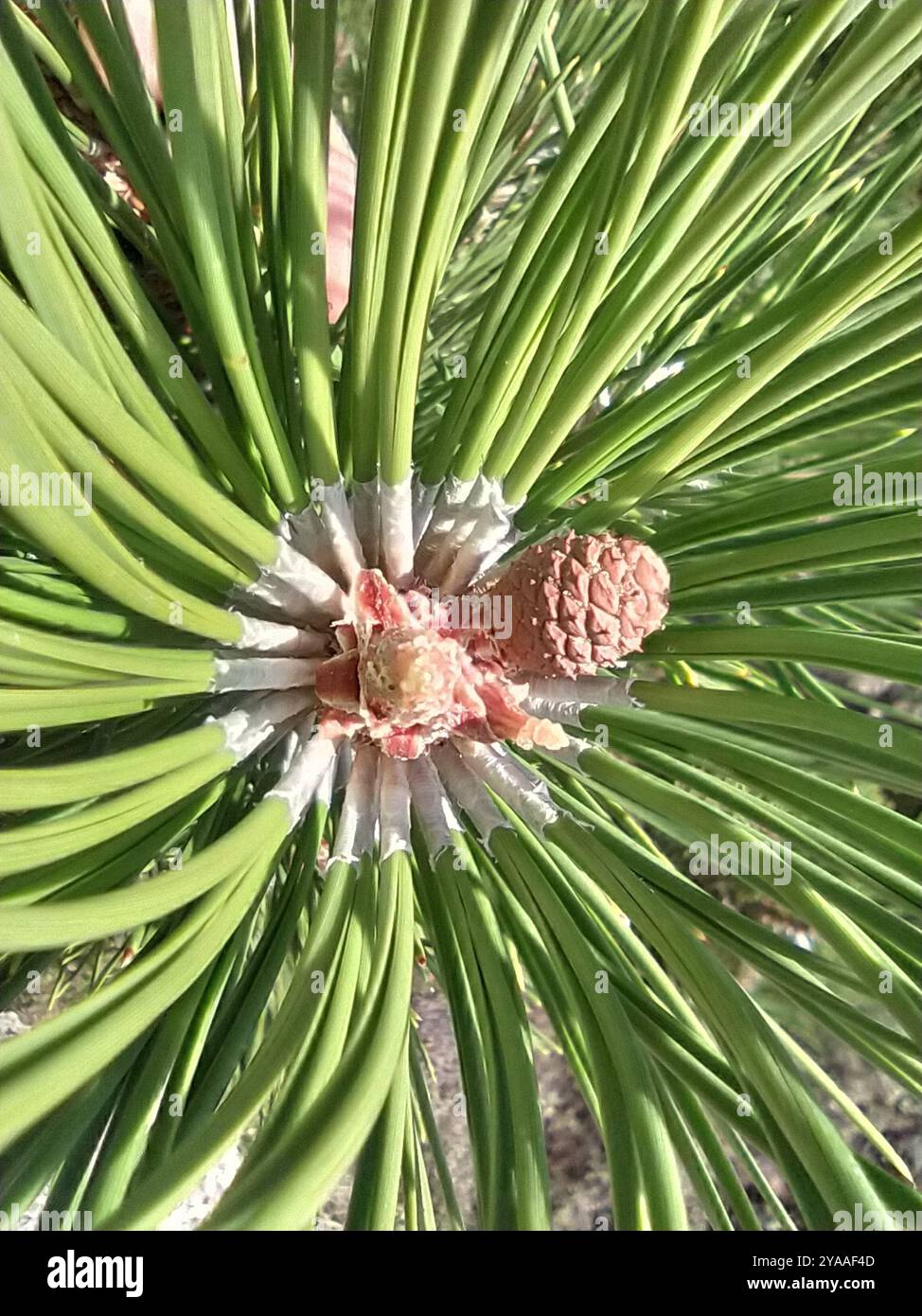Crimean Pine (Pinus nigra pallasiana) Plantae Stock Photo - Alamy