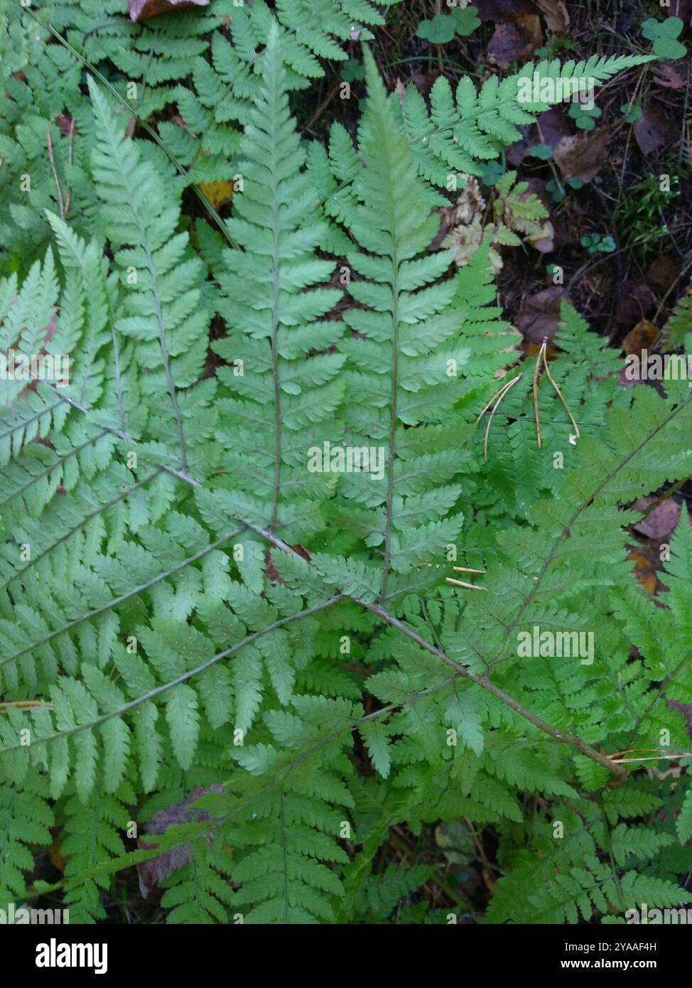 spreading wood fern (Dryopteris expansa) Plantae Stock Photo - Alamy