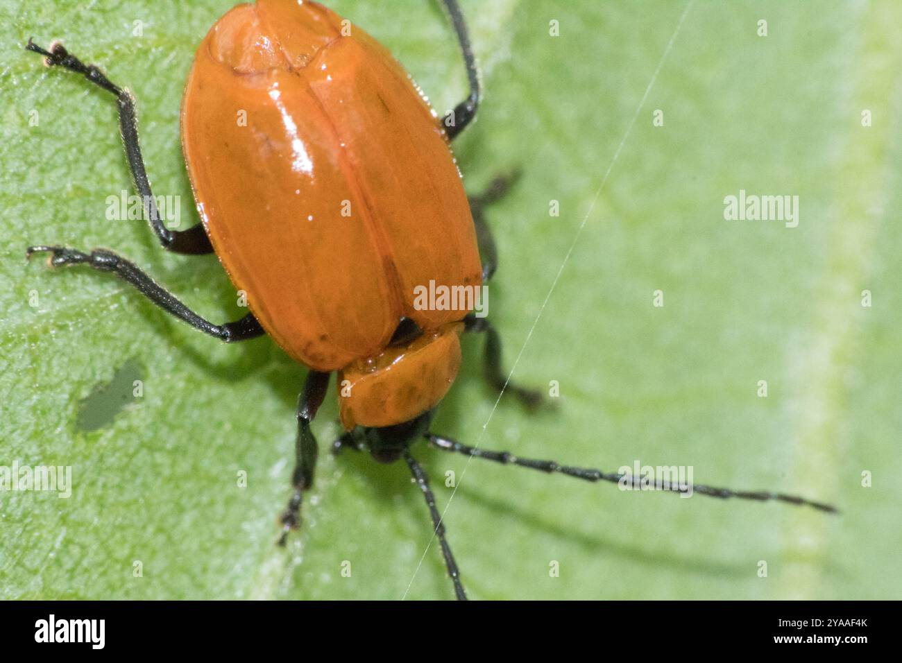 (Isotes eruptiva) Insecta Stock Photo - Alamy
