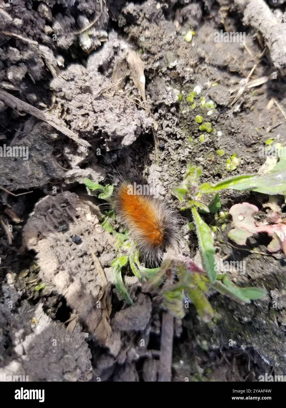 Virginian Tiger Moth (Spilosoma virginica) Insecta Stock Photo - Alamy