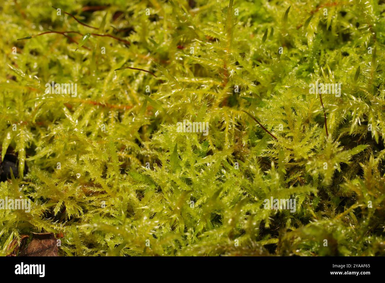 Common Feather-moss (Kindbergia praelonga) Plantae Stock Photo - Alamy