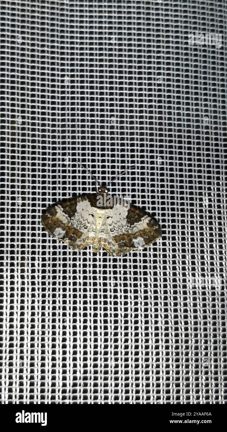 Melanthia hi-res stock photography and images - Alamy