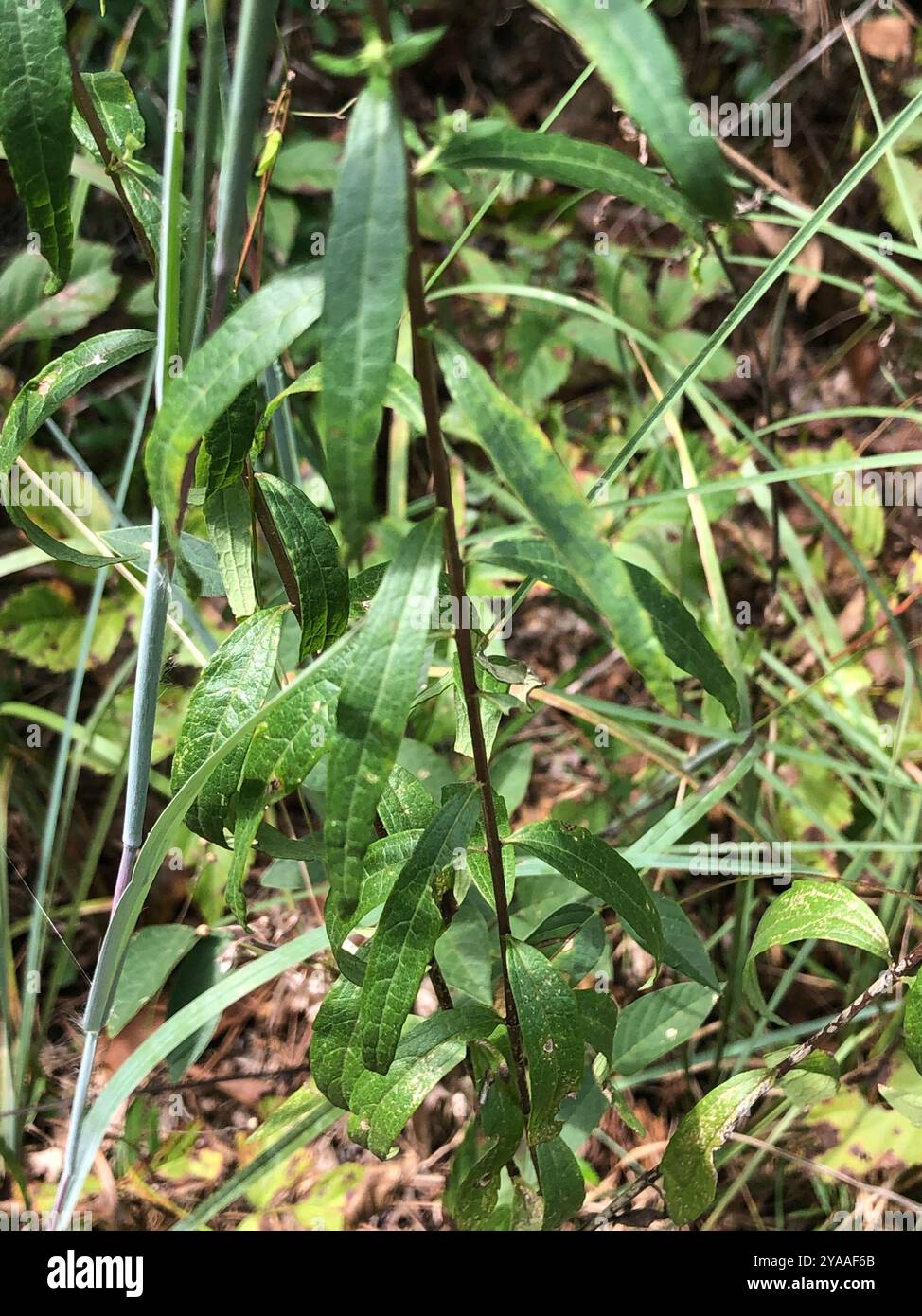 False Boneset (Brickellia eupatorioides) Plantae Stock Photo - Alamy