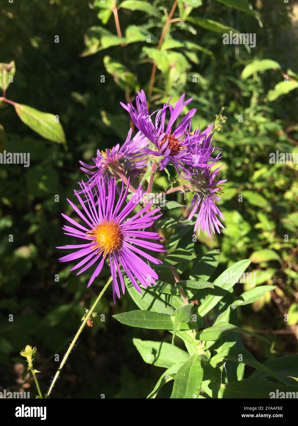 New England aster (Symphyotrichum novae-angliae) Plantae Stock Photo ...