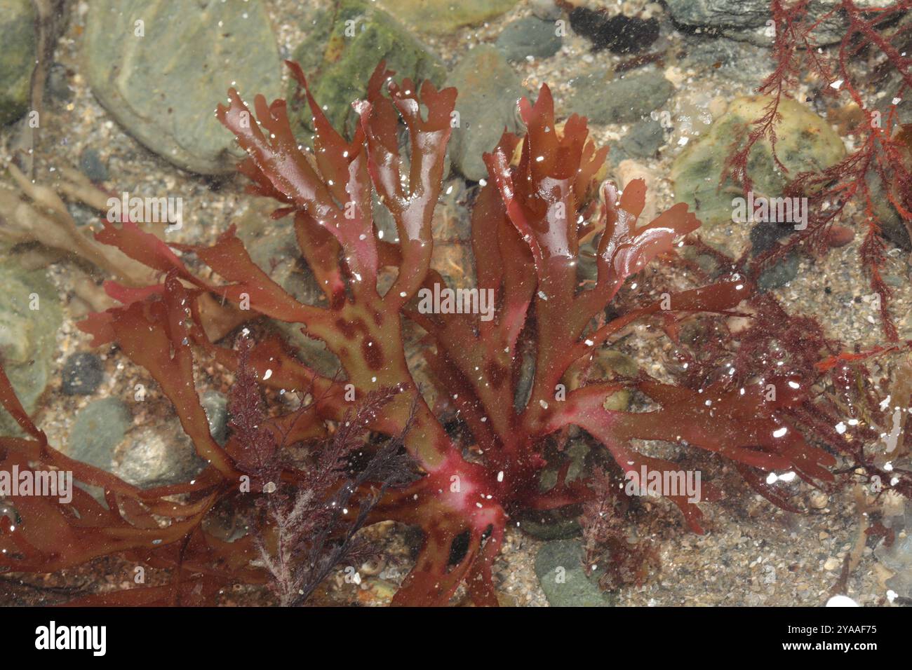 red algae (Rhodophyta) Plantae Stock Photo - Alamy