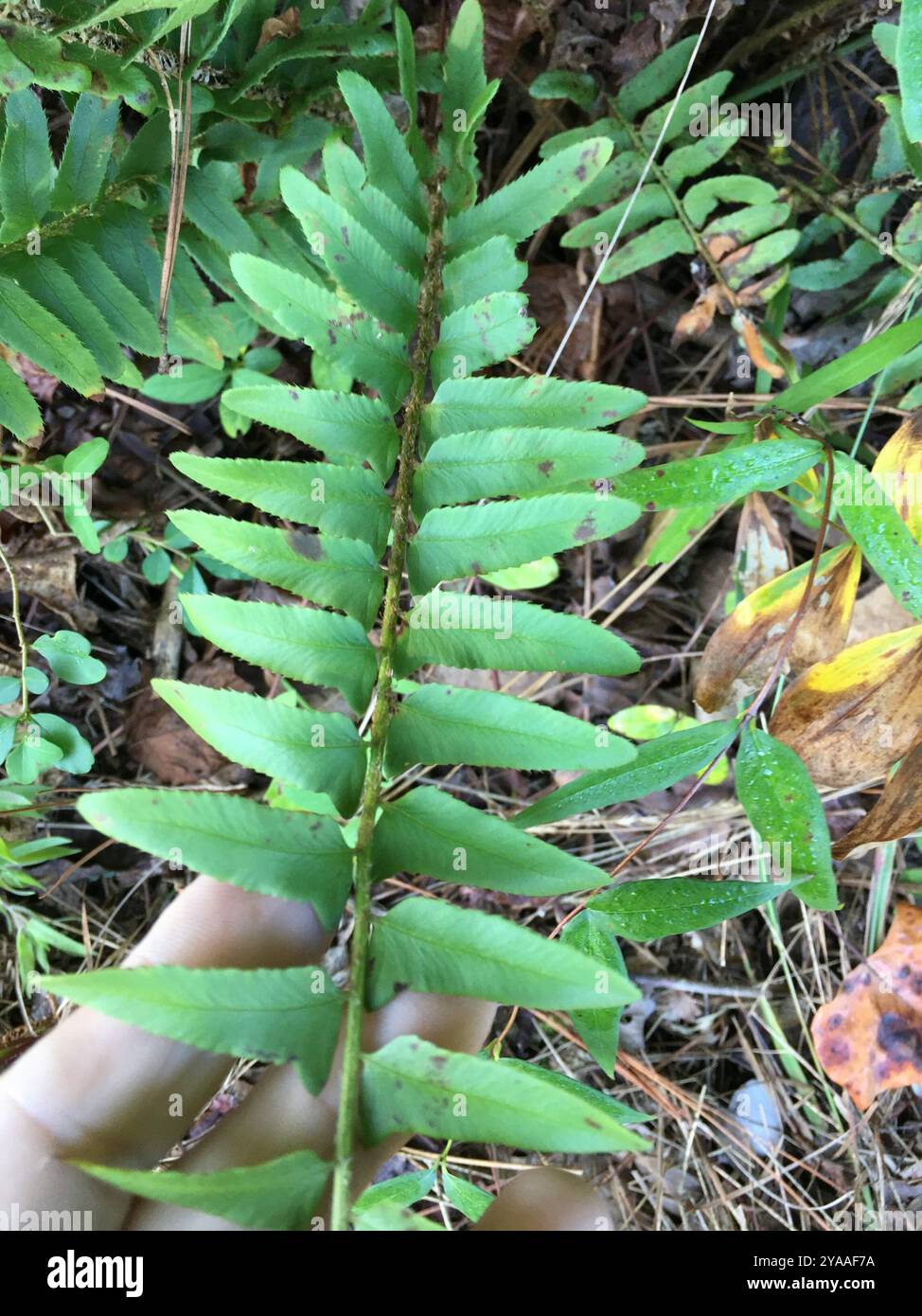 Christmas fern (Polystichum acrostichoides) Plantae Stock Photo - Alamy