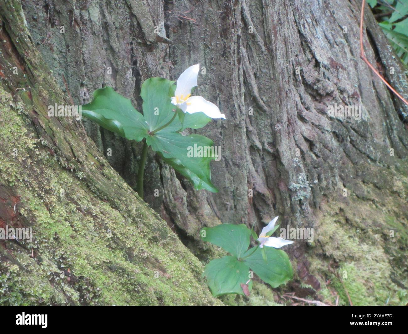 Pacific trillium (Trillium ovatum) Plantae Stock Photo - Alamy