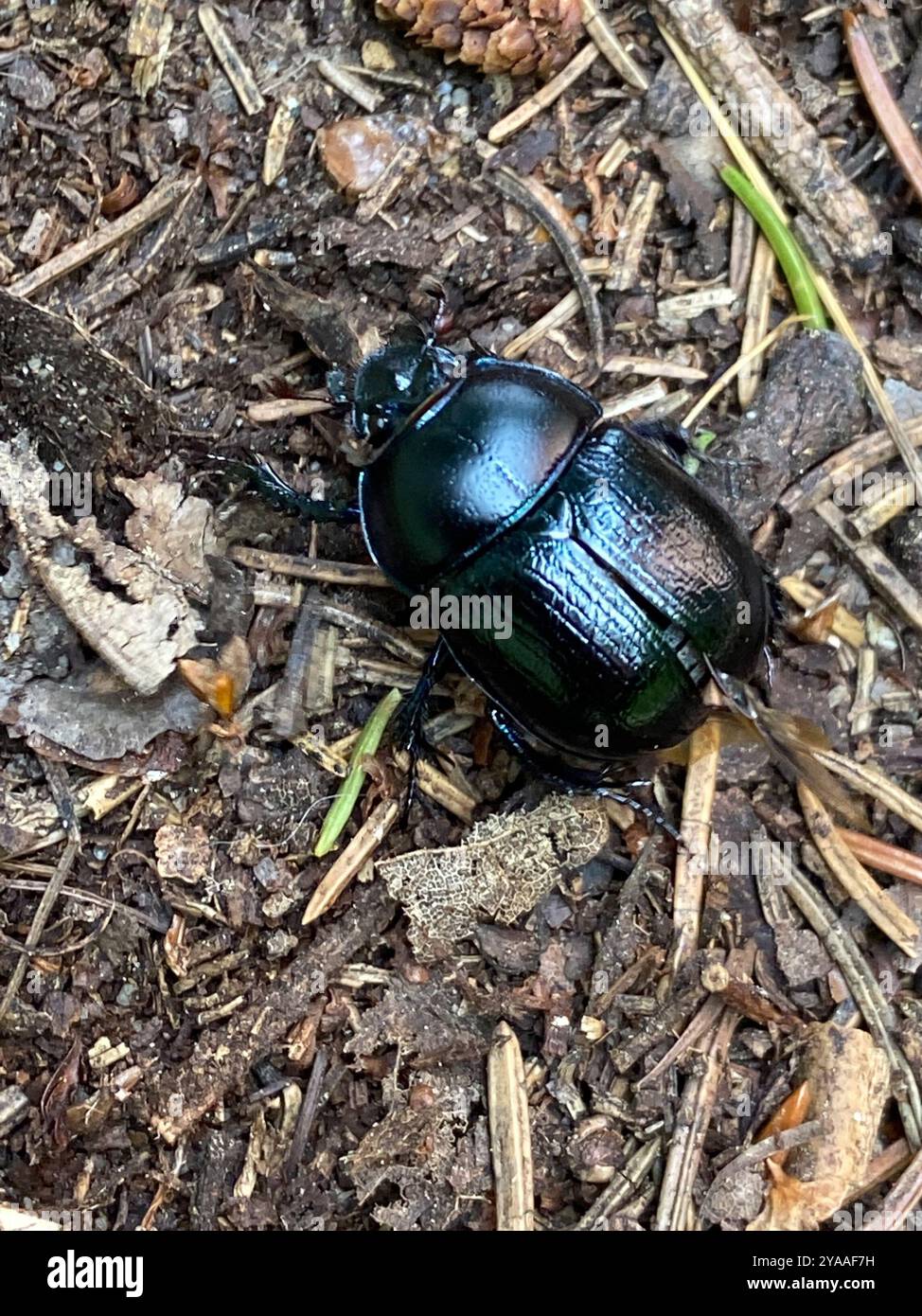 Woodland Dor Beetle (Anoplotrupes stercorosus) Insecta Stock Photo - Alamy