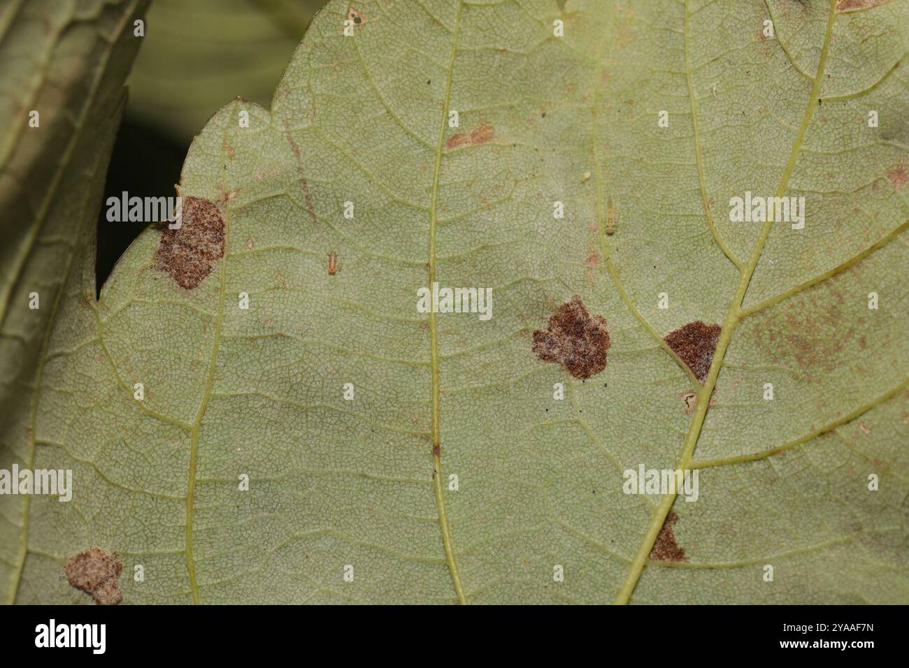Sycamore Felt Gall Mite (Aceria pseudoplatani) Arachnida Stock Photo ...